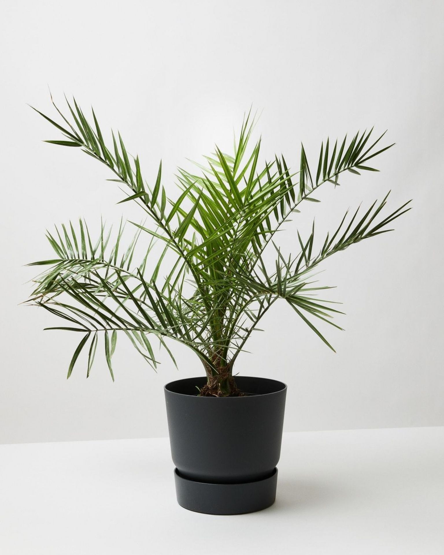 Canary Island Date Palm | Phoenix Canariensis | Outdoor & Balcony ...