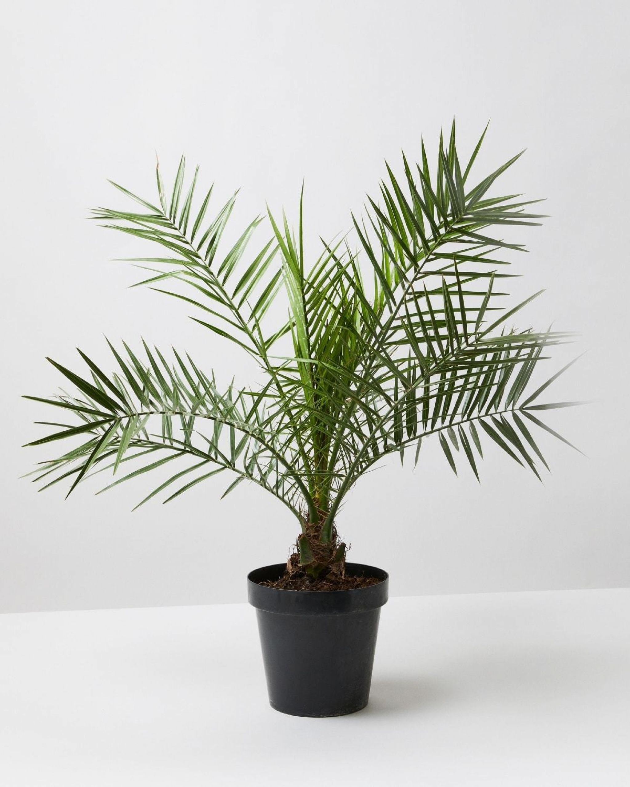 Canary Island Date Palm | Phoenix Canariensis | Outdoor & Balcony ...