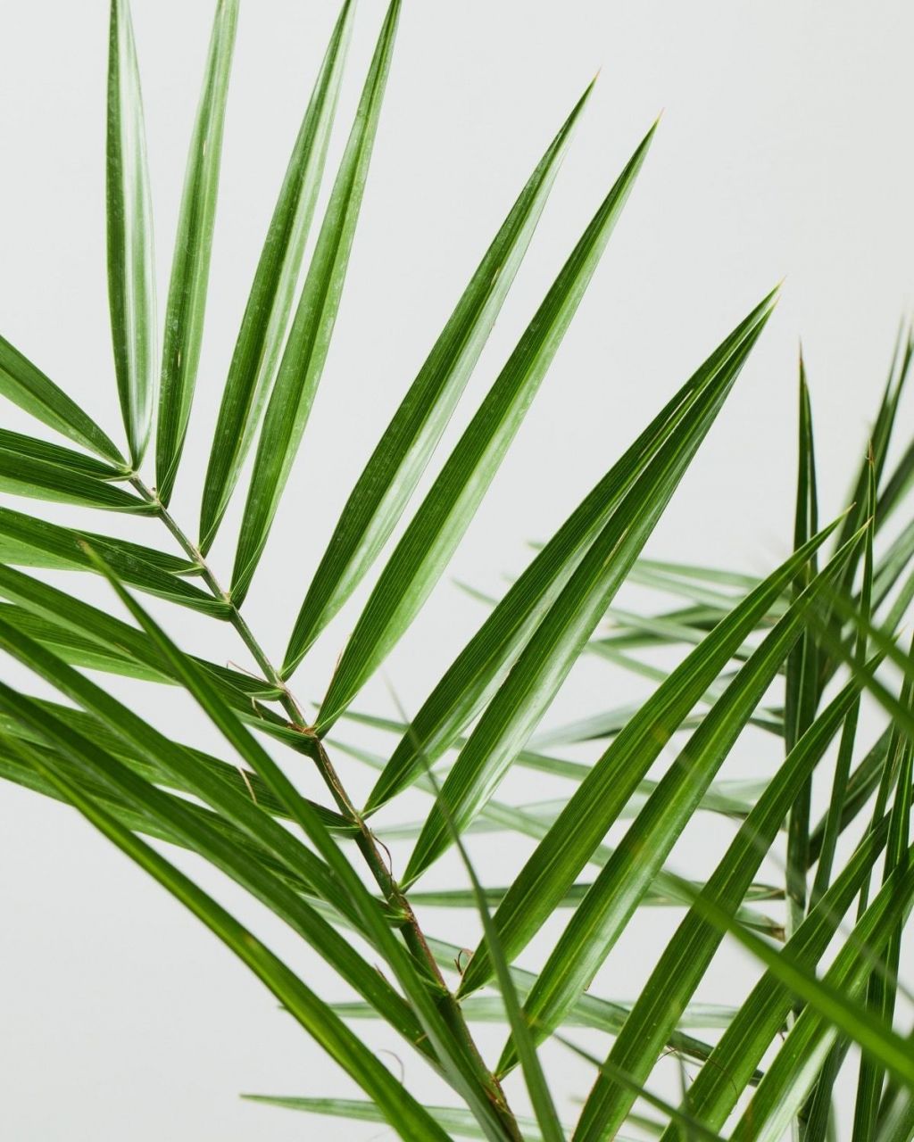 Canary Island Date Palm | Phoenix Canariensis | Outdoor & Balcony ...