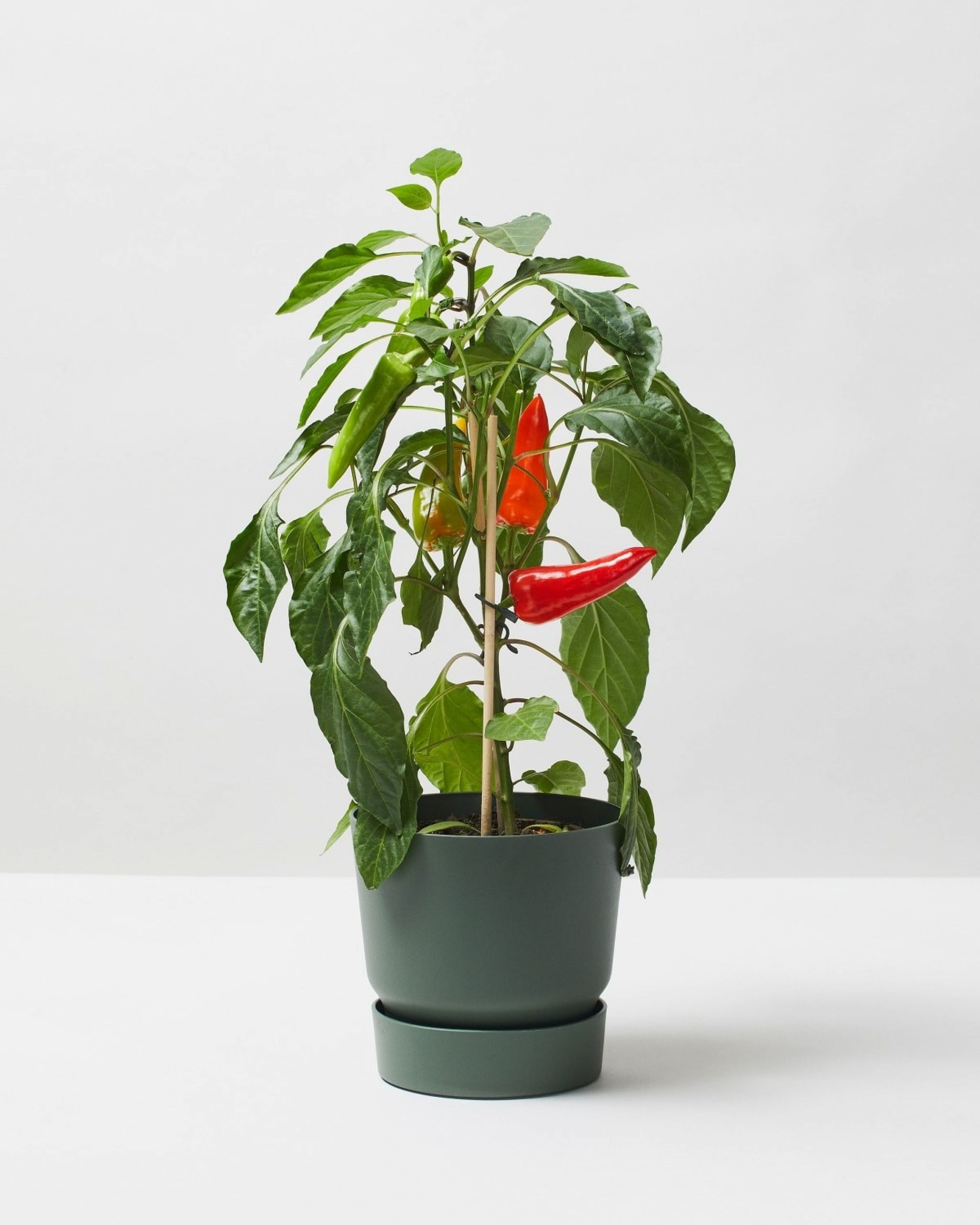 Chili Plant | Outdoor & Balcony Plants | The Stem