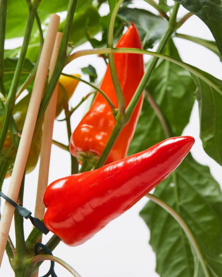 Chili Plant | Outdoor & Balcony Plants | The Stem