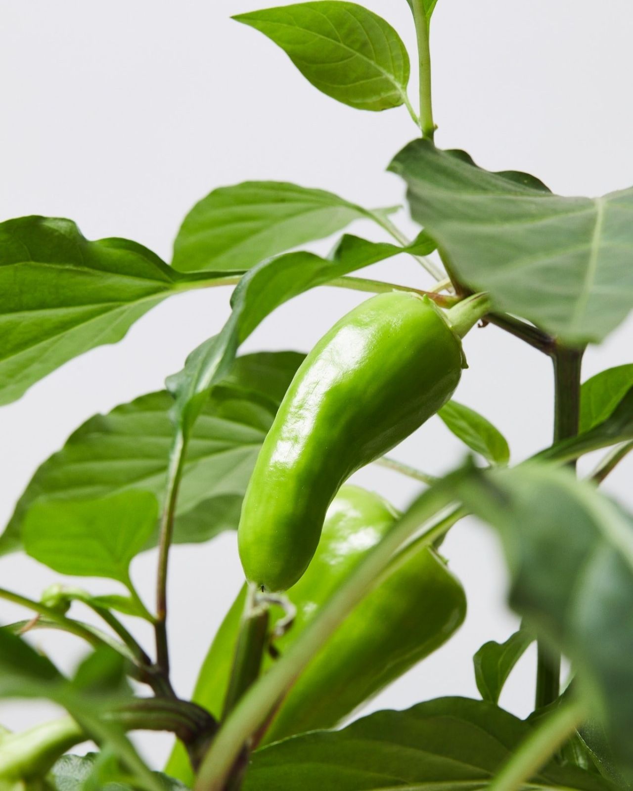 Chili Plant | Outdoor & Balcony Plants | The Stem