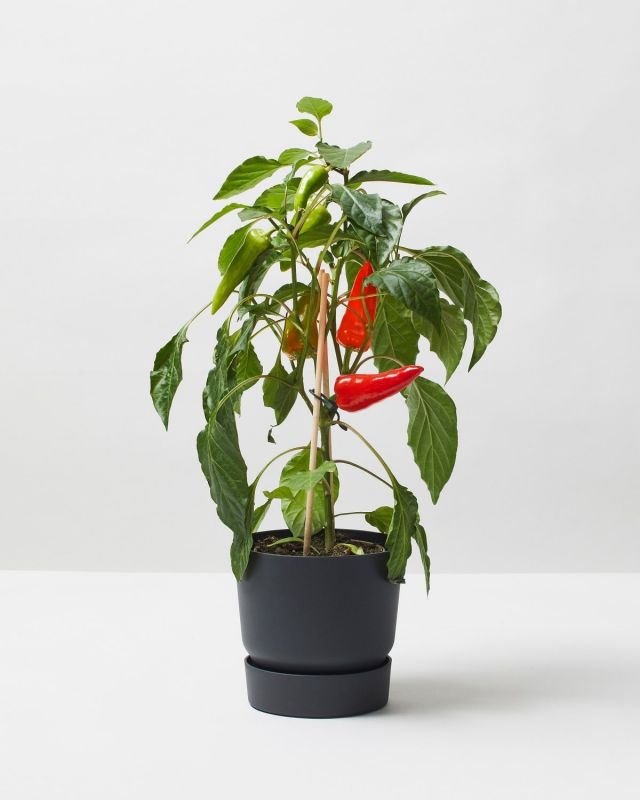 Chili Plant | Outdoor & Balcony Plants | The Stem