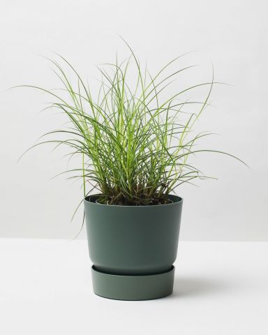 Chinese Silver Grass | Outdoor & Balcony Plants | The Stem