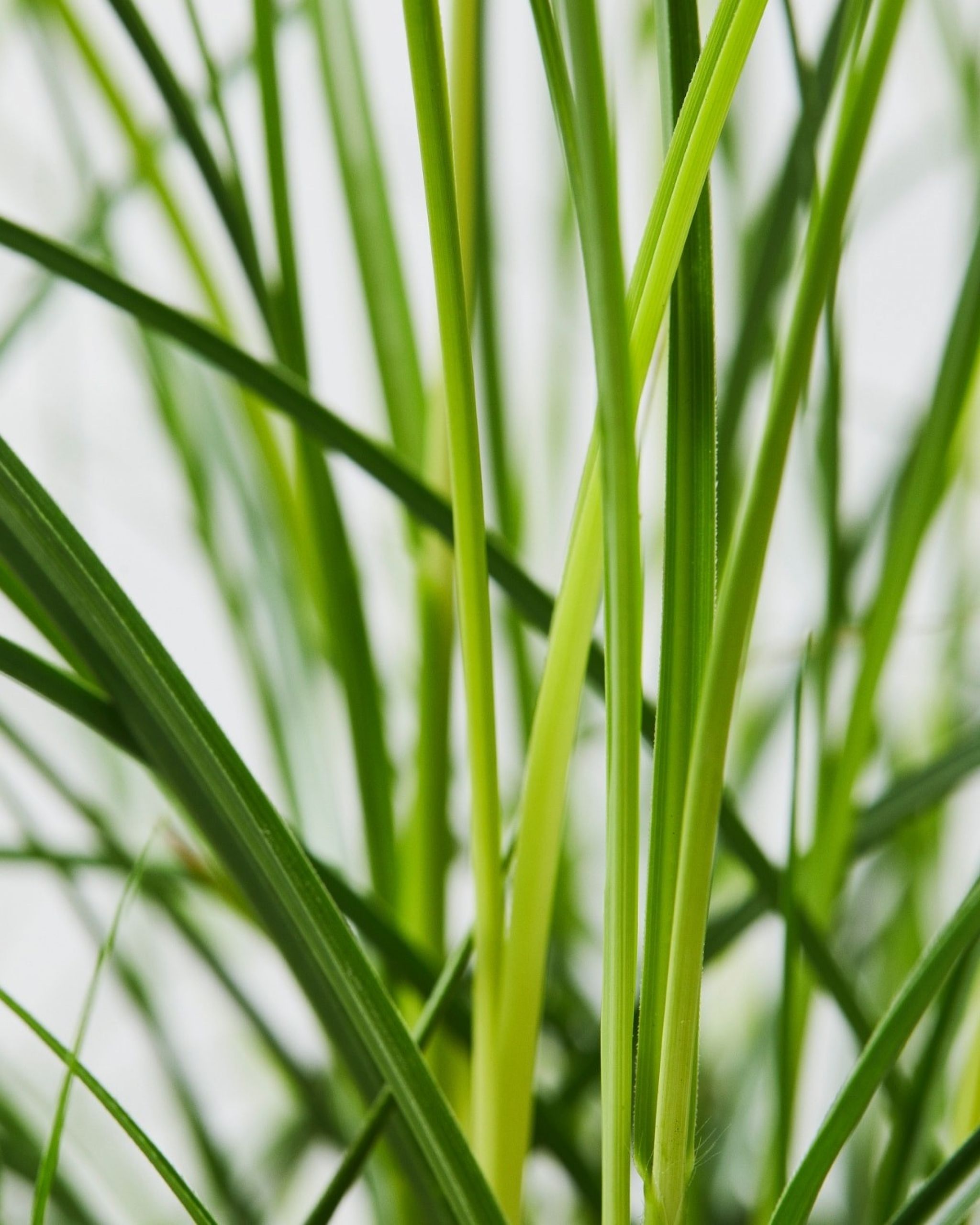 Chinese Silver Grass | Outdoor & Balcony Plants | The Stem