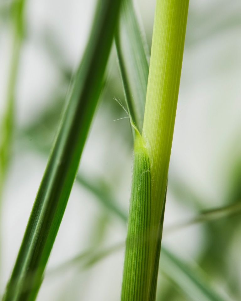 Chinese Silver Grass | Outdoor & Balcony Plants | The Stem