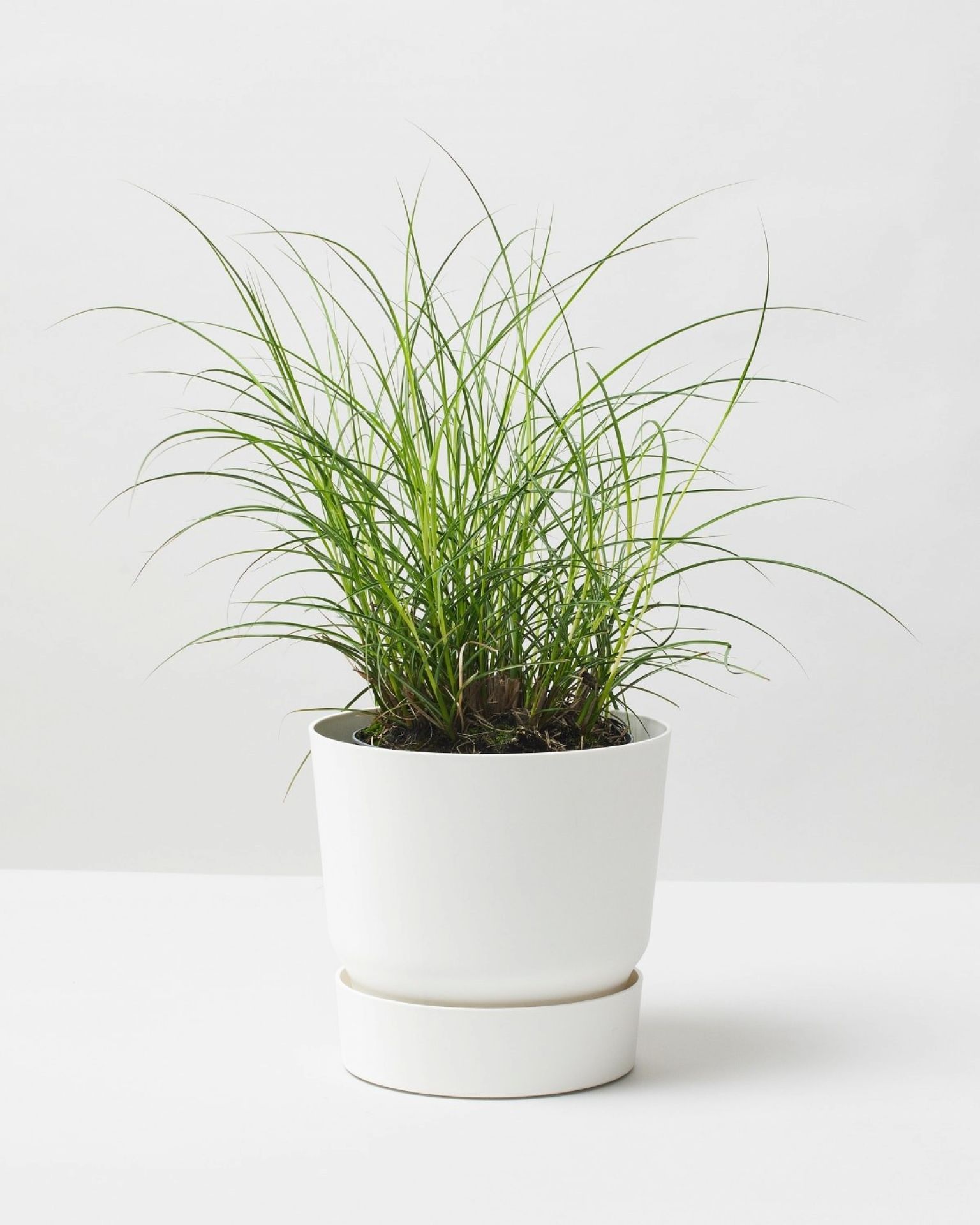 Chinese Silver Grass | Outdoor & Balcony Plants | The Stem