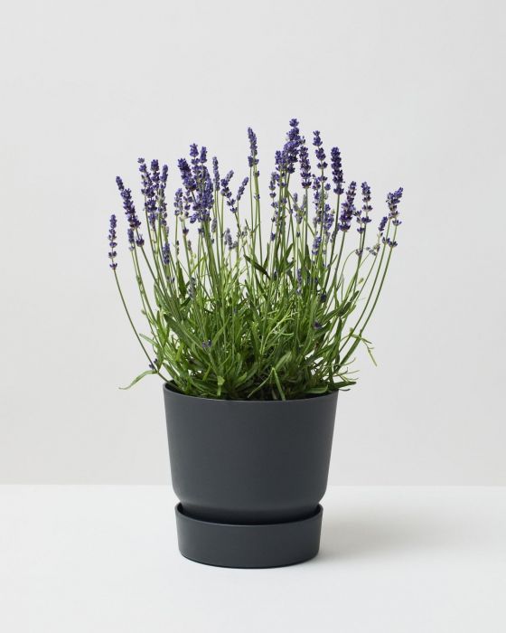English Lavender Plant | Outdoor & Balcony Plants Delivered | The Stem