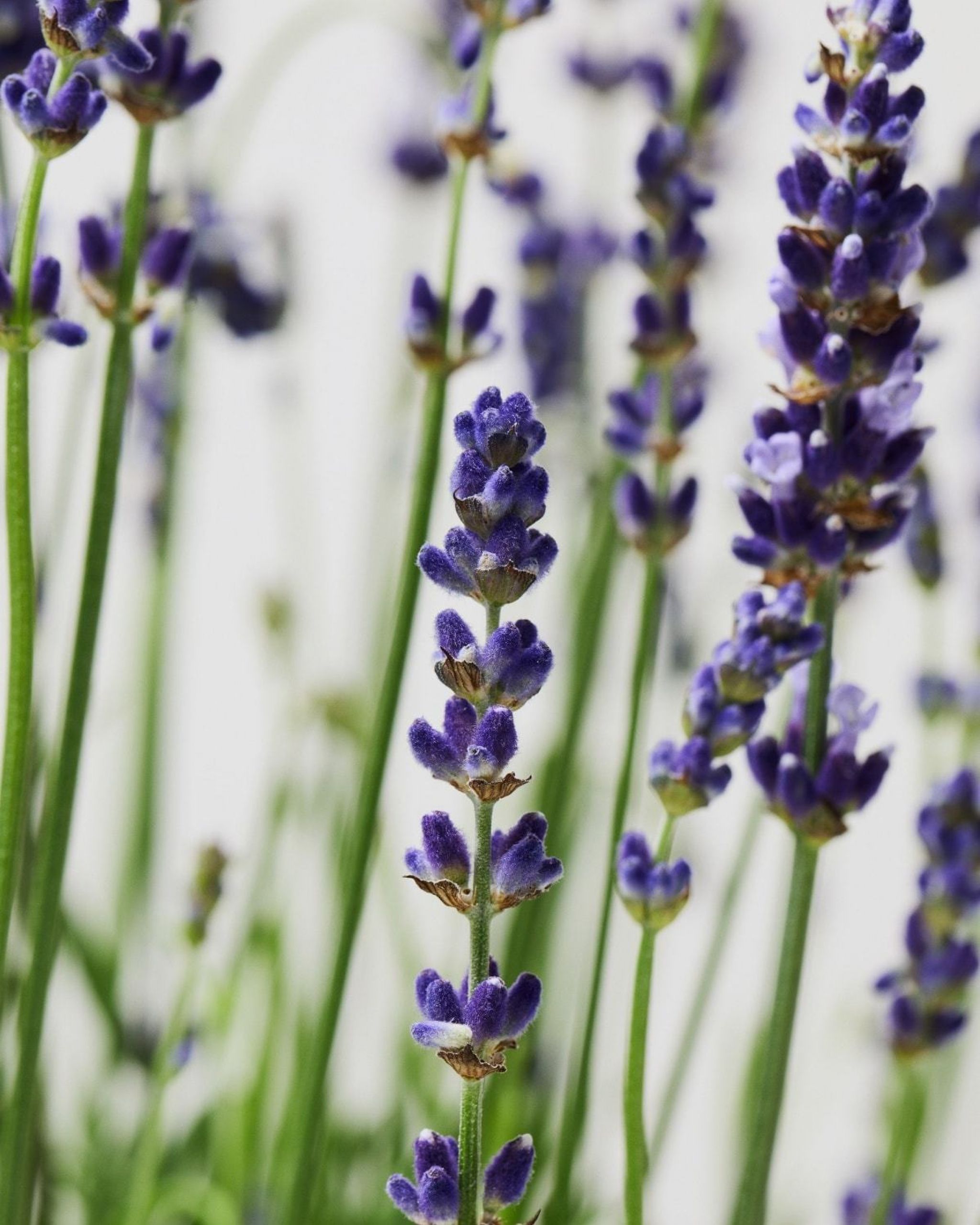 English Lavender Plant | Outdoor & Balcony Plants Delivered | The Stem
