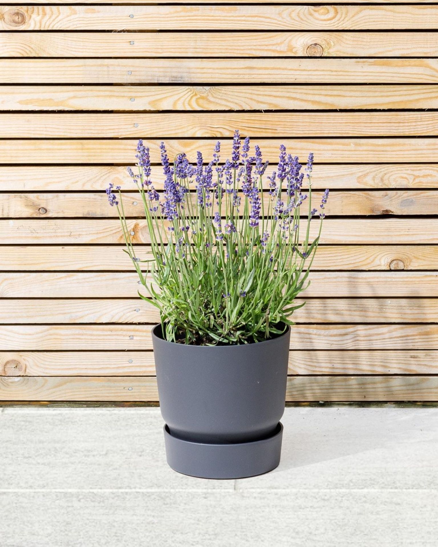 English Lavender Plant | Outdoor & Balcony Plants Delivered | The Stem