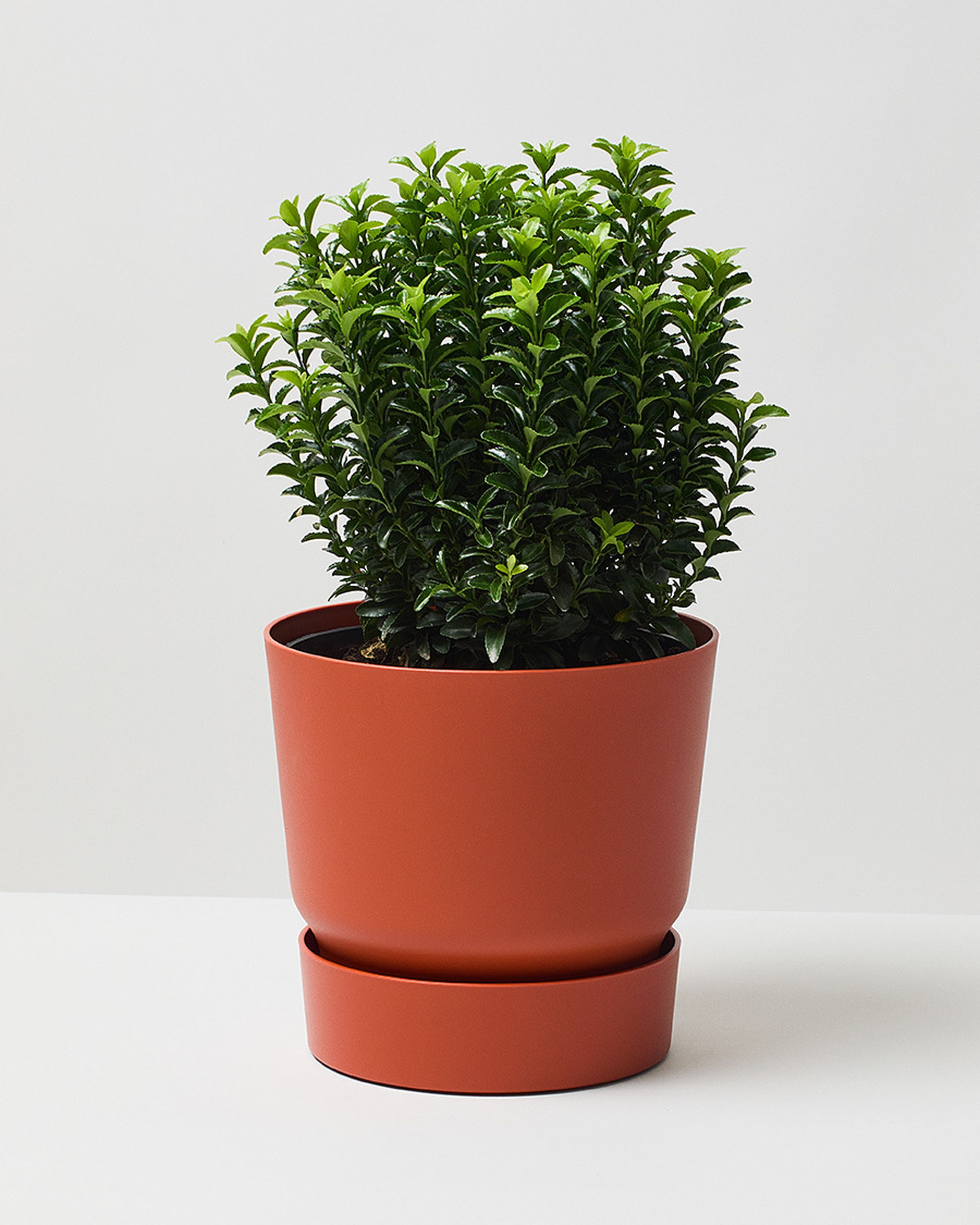Euonymus Plant | Euonymus Japonicus | The Stem