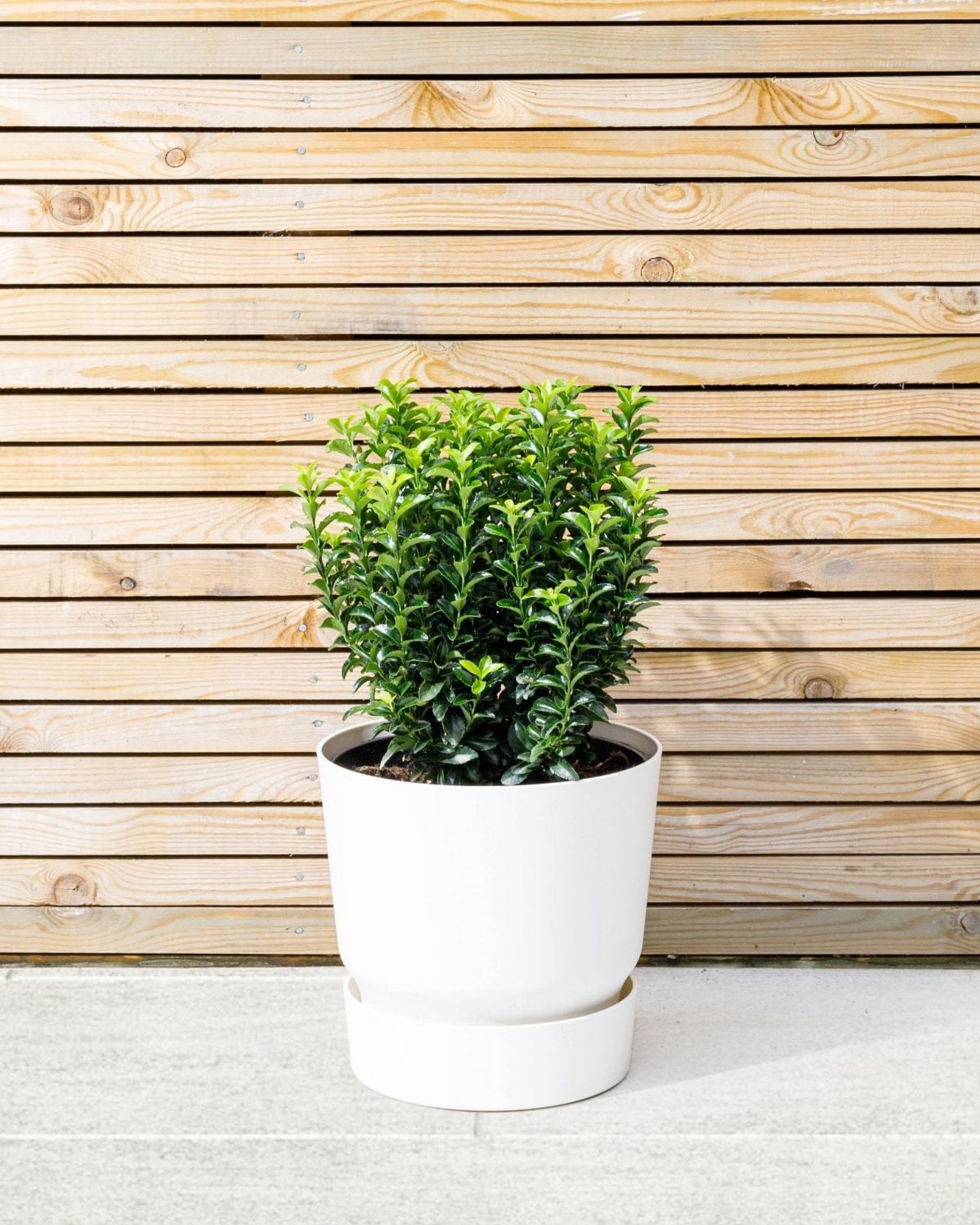 Euonymus 'Green Spire' Plant | Euonymus Japonicus | Outdoor & Balcony ...