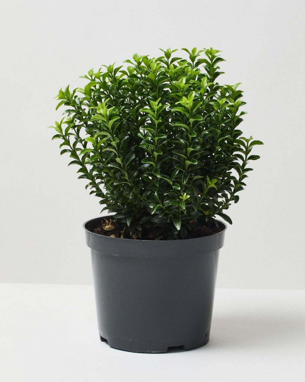 Euonymus 'Green Spire' Plant | Euonymus Japonicus | Outdoor & Balcony ...