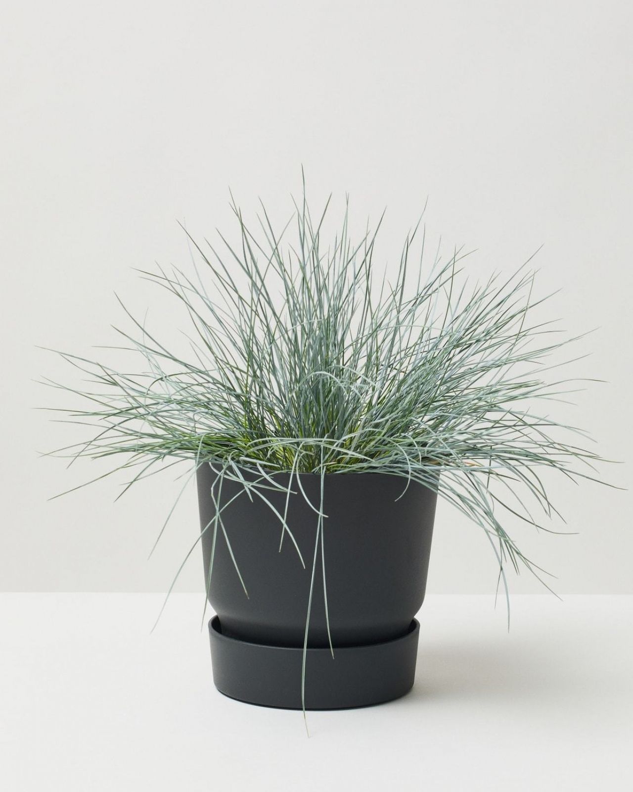 Festuca Glauca | Blue Festuca | The Stem