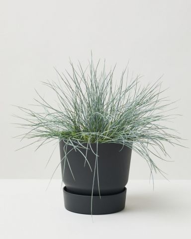 Festuca Glauca | Blue Festuca | The Stem