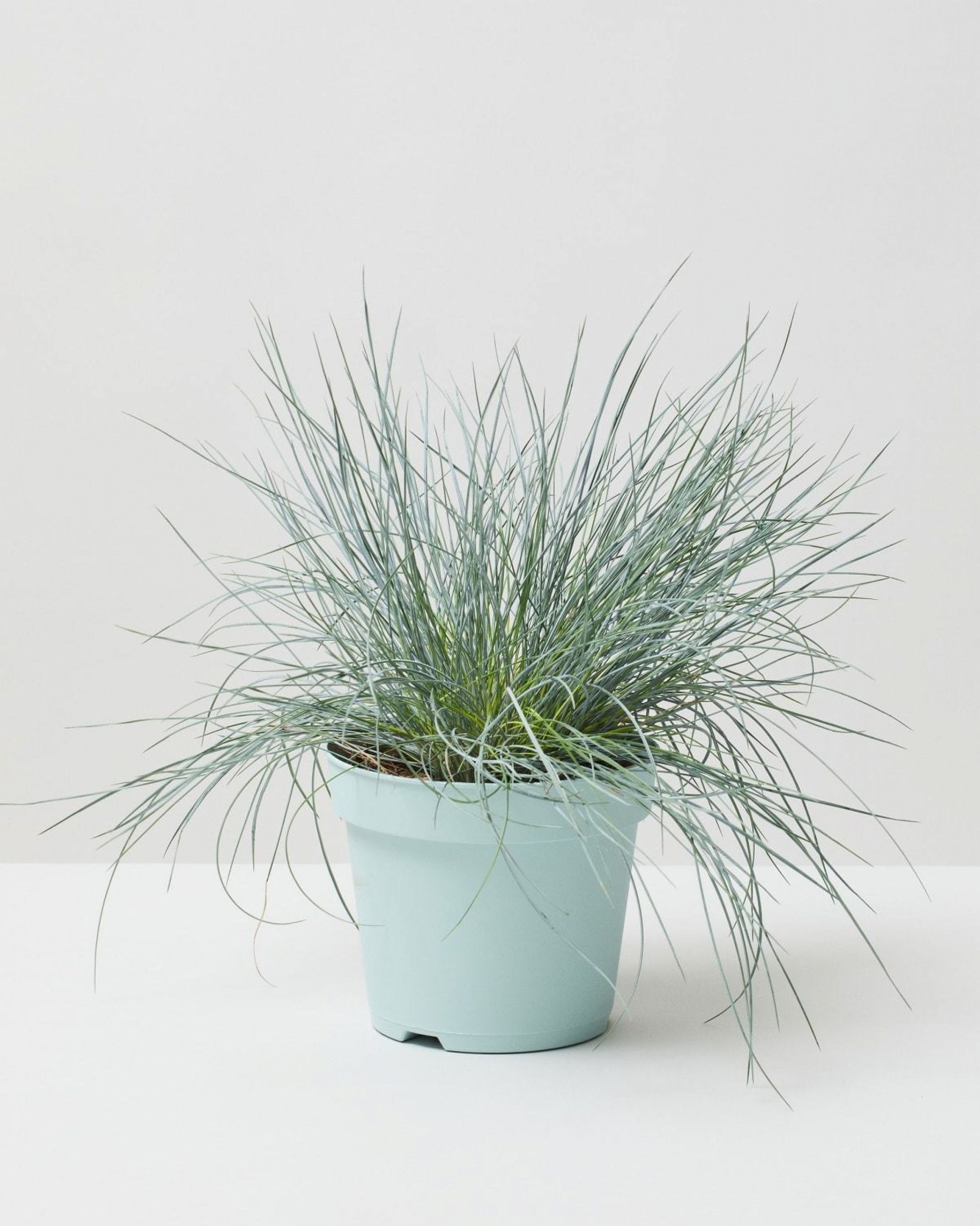 Festuca Glauca | Blue Festuca | The Stem