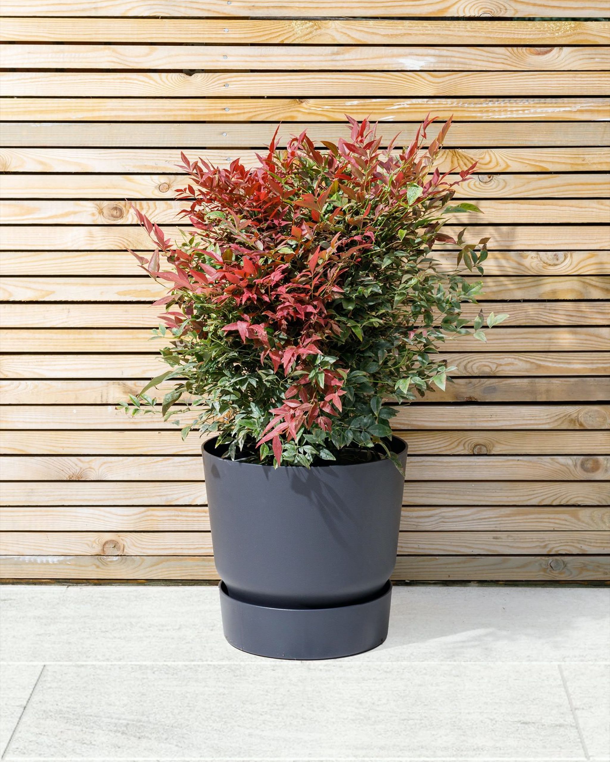 Heavenly Bamboo | Nandina Obsession | The Stem