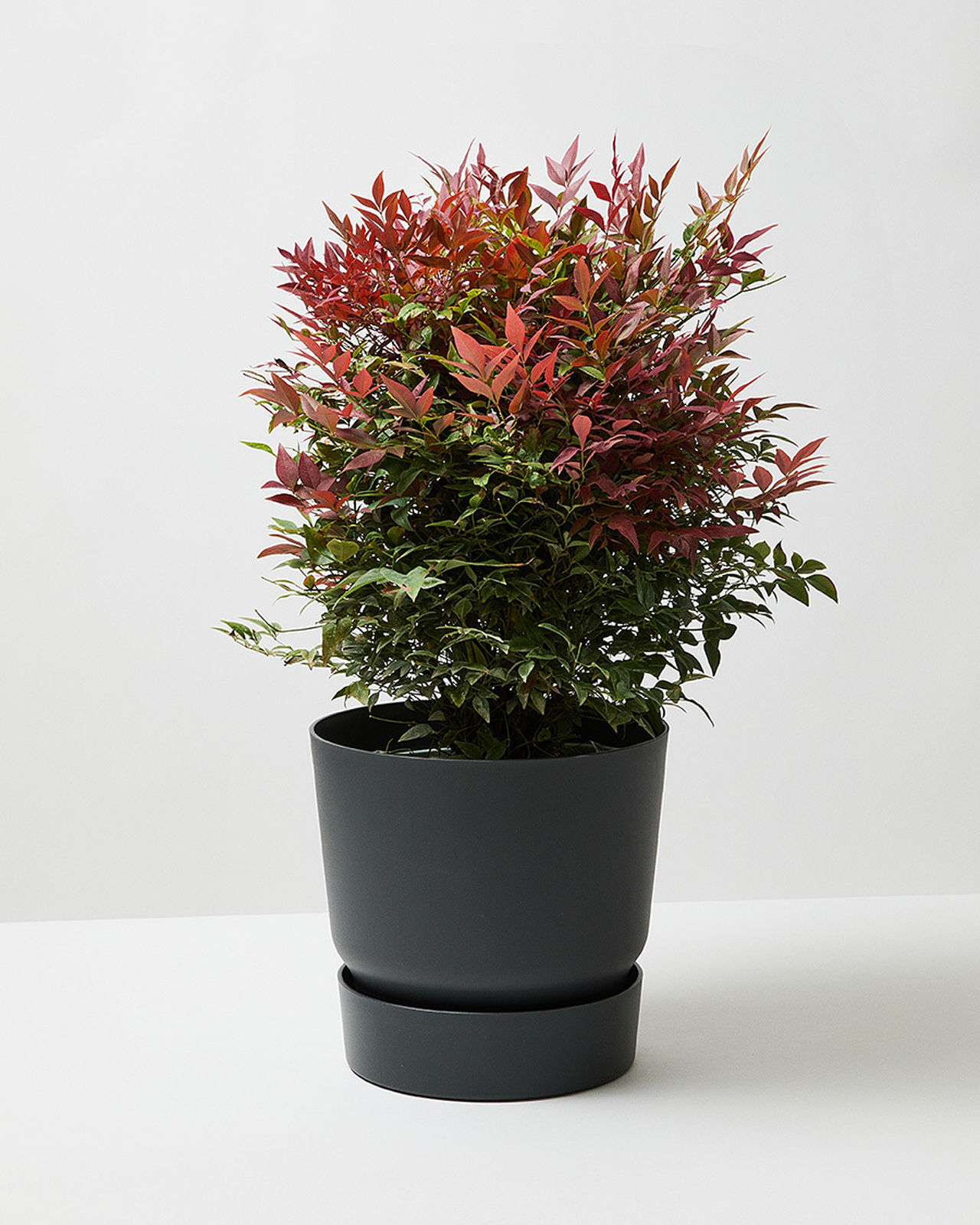 Heavenly Bamboo | Nandina Obsession | The Stem