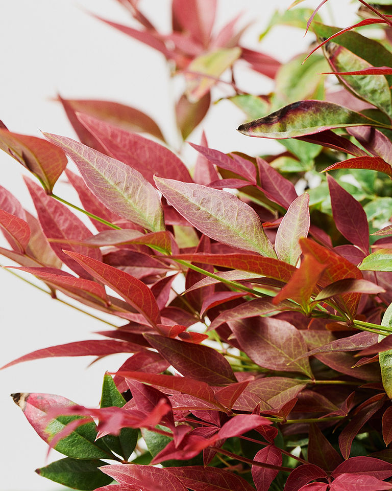 Heavenly Bamboo | Nandina Obsession | The Stem