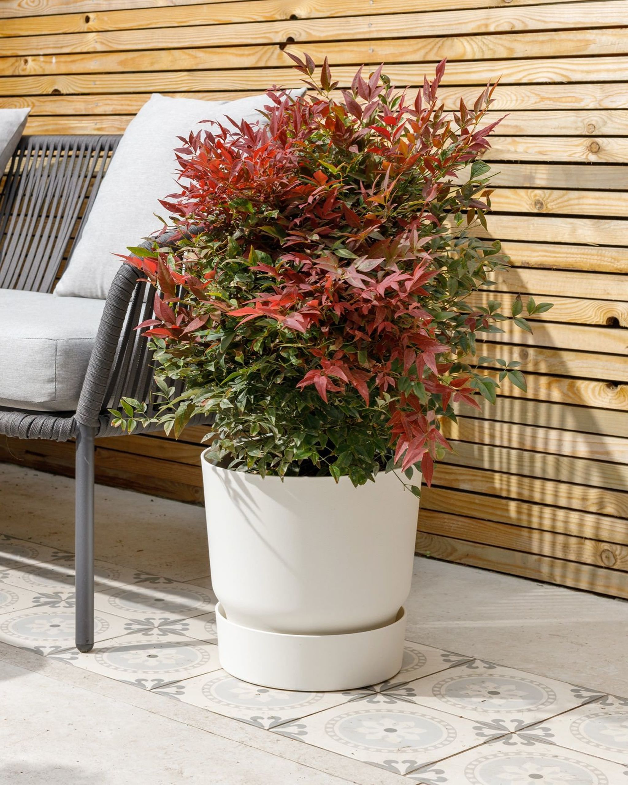 Heavenly Bamboo | Nandina Obsession | The Stem