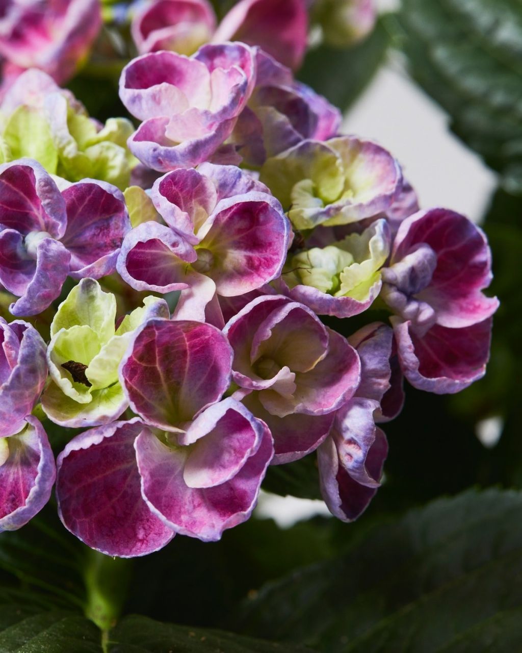 Hydrangea Blue | Outdoor & Balcony Plants Delivered | The Stem