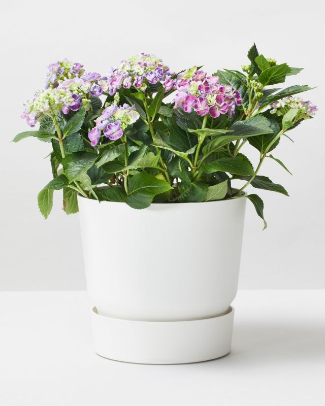 Hydrangea Blue | Outdoor & Balcony Plants Delivered | The Stem