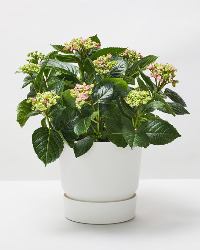 Hydrangea Pink | Outdoor & Balcony Plants Delivered | The Stem