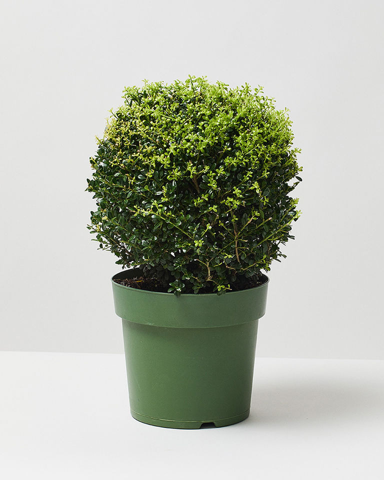 Japanese Holly | Ilex Crenata | The Stem