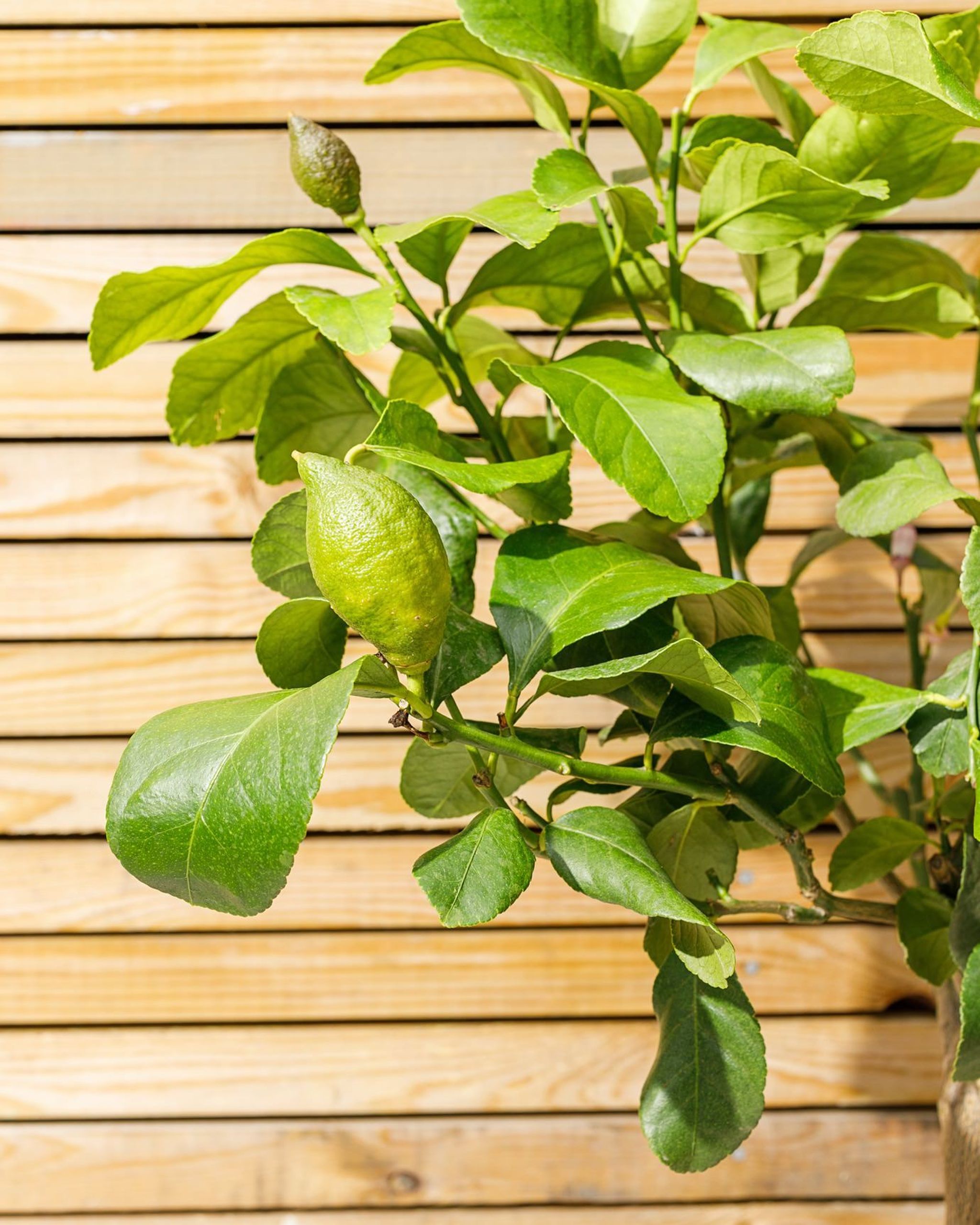 Lemon Tree Plant | Citrus Limon | The Stem