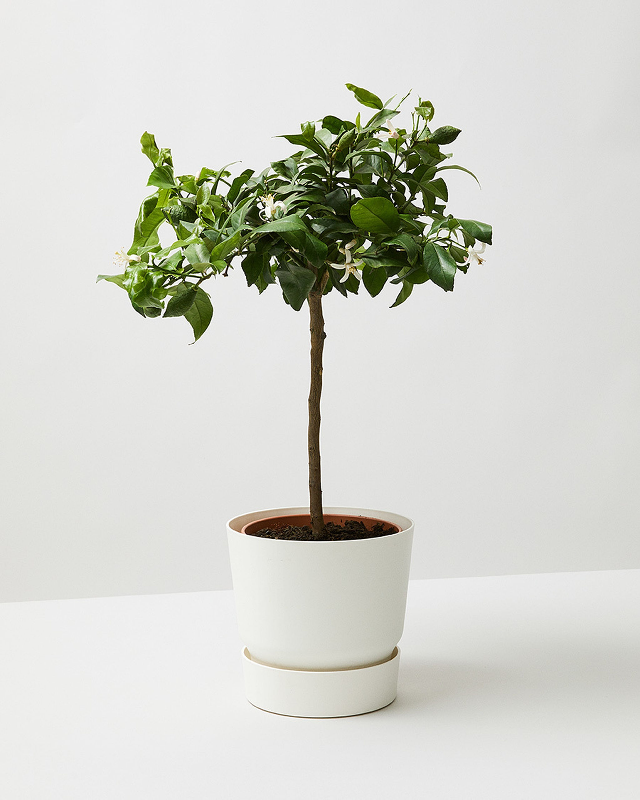 Lemon Tree Plant | Citrus Limon | The Stem