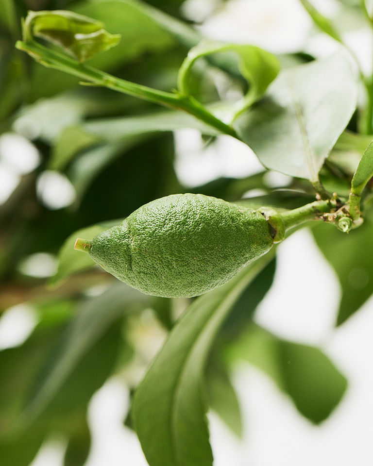 Lemon Tree Plant | Citrus Limon | The Stem