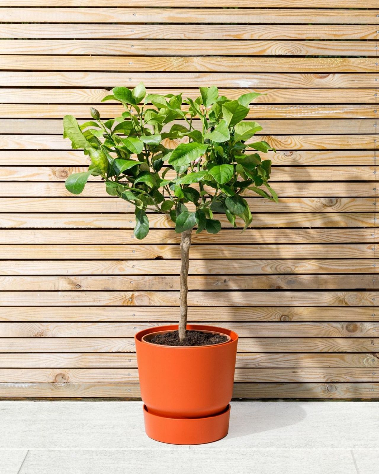 Lemon Tree Plant | Citrus Limon | The Stem