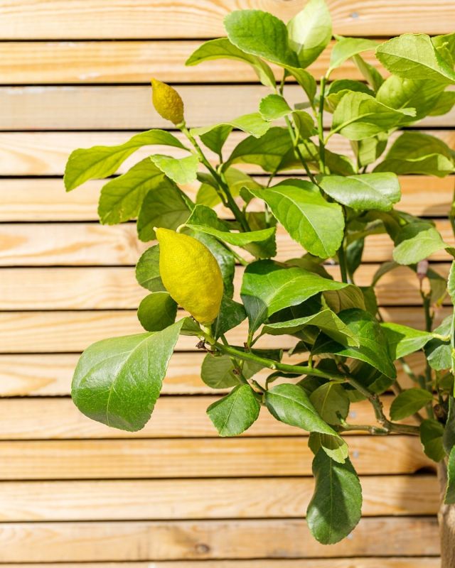 Lemon Tree Plant | Citrus Limon | The Stem