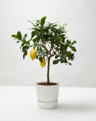 Lemon Tree Plant | Citrus Limon | The Stem