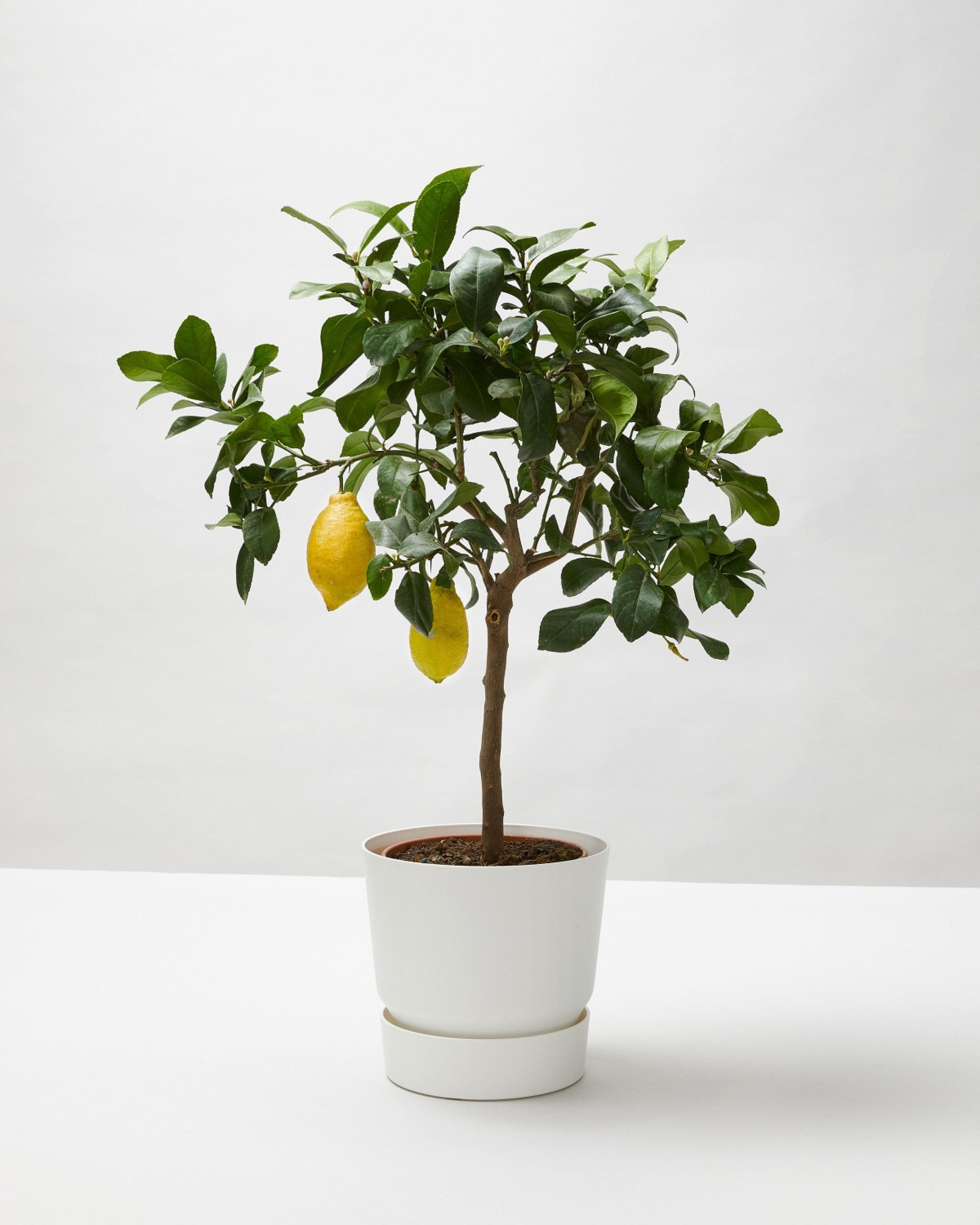 Lemon Tree Plant | Citrus Limon | The Stem