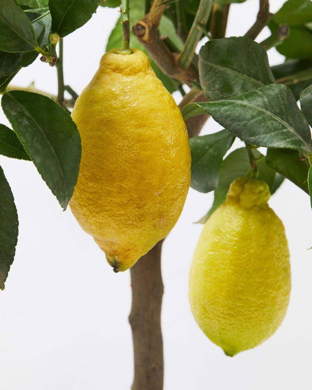 Lemon Tree Plant | Citrus Limon | The Stem