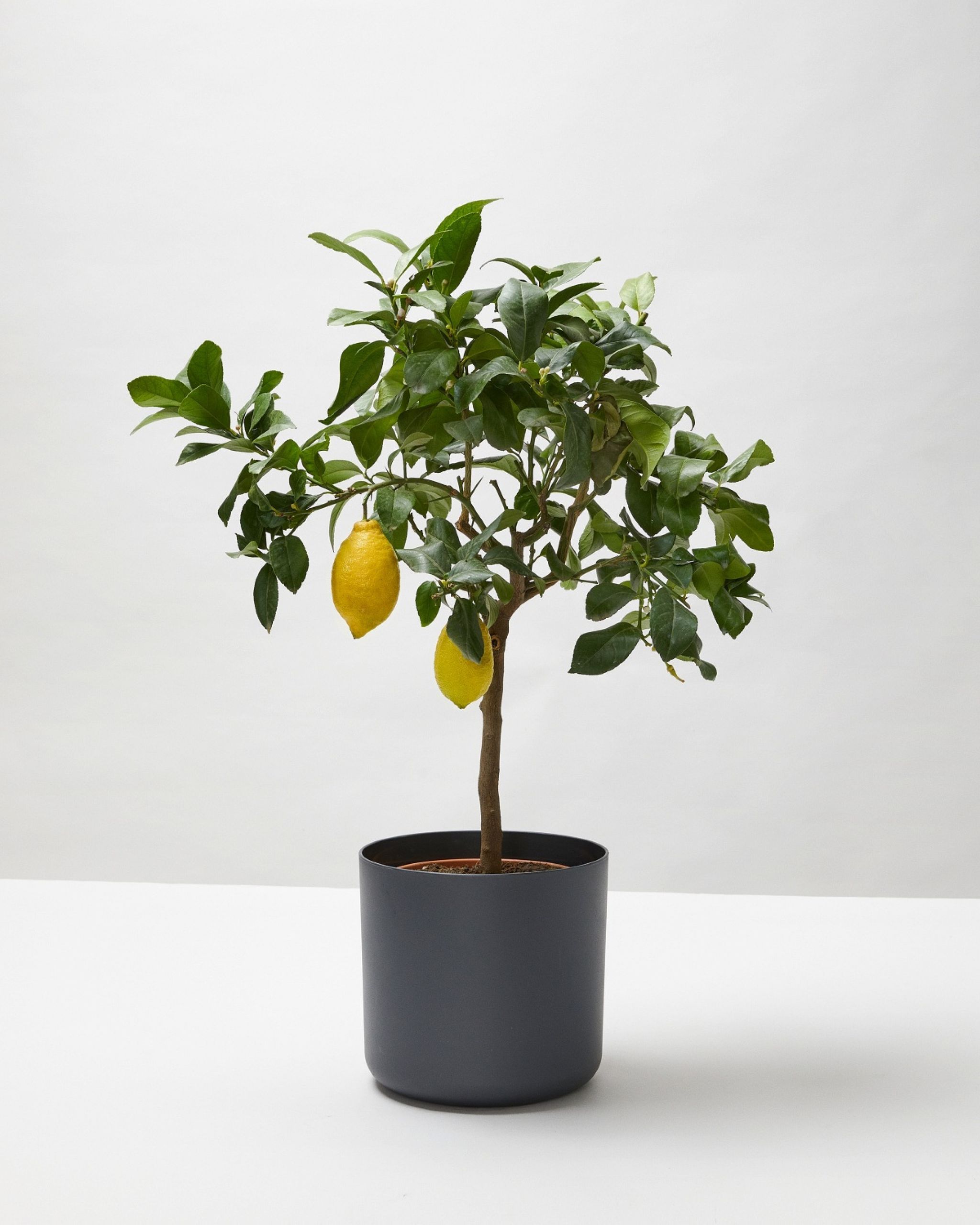 Lemon Tree Plant | Citrus Limon | The Stem