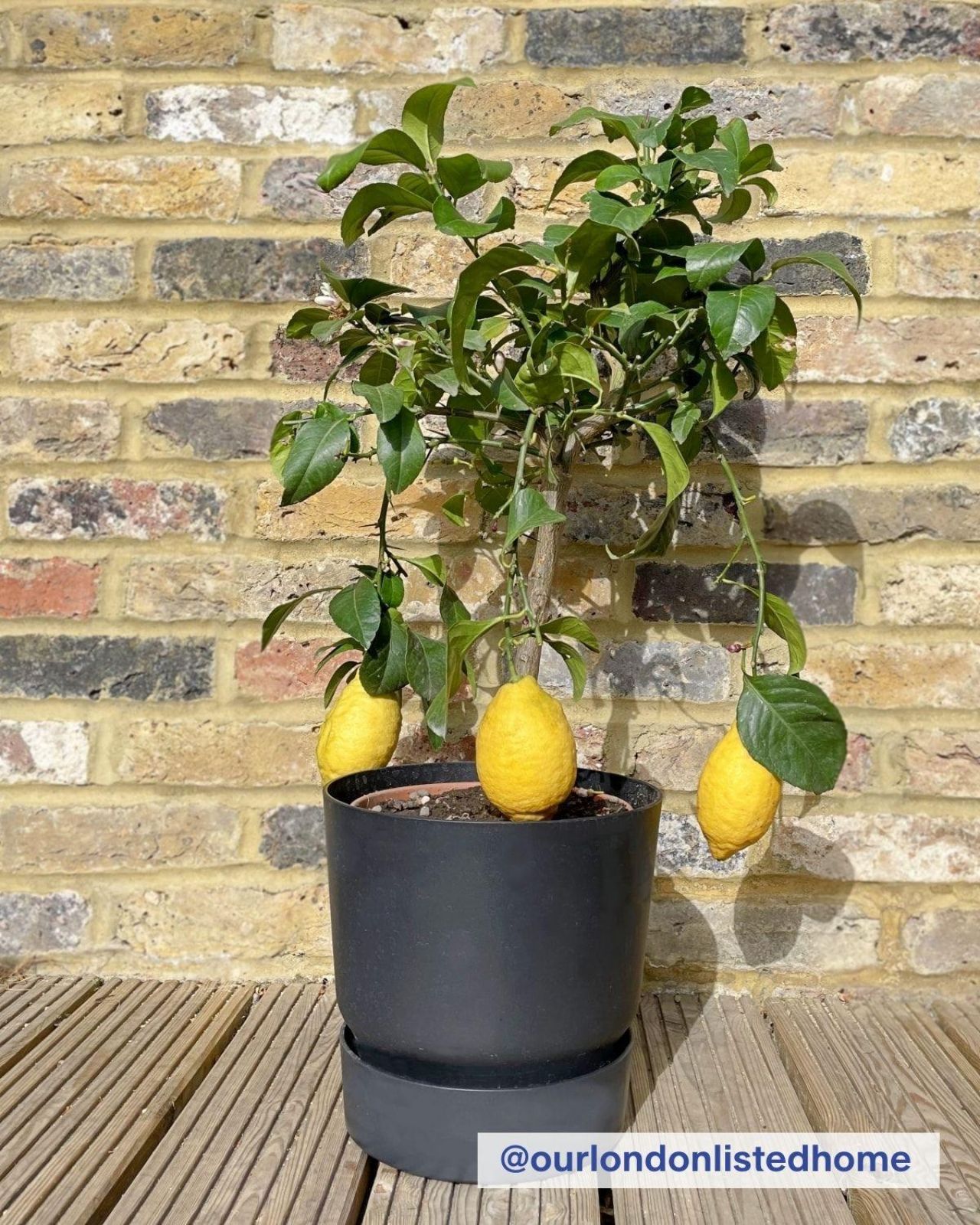 Lemon Tree Plant | Citrus Limon | The Stem