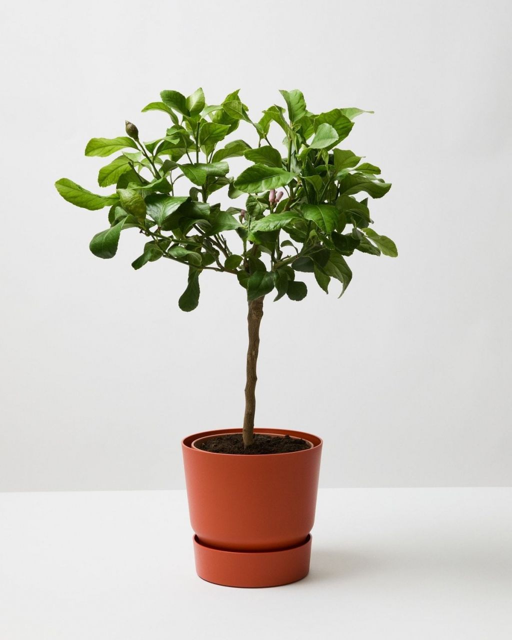 Lime Tree | Citrus Aurantifolia | The Stem