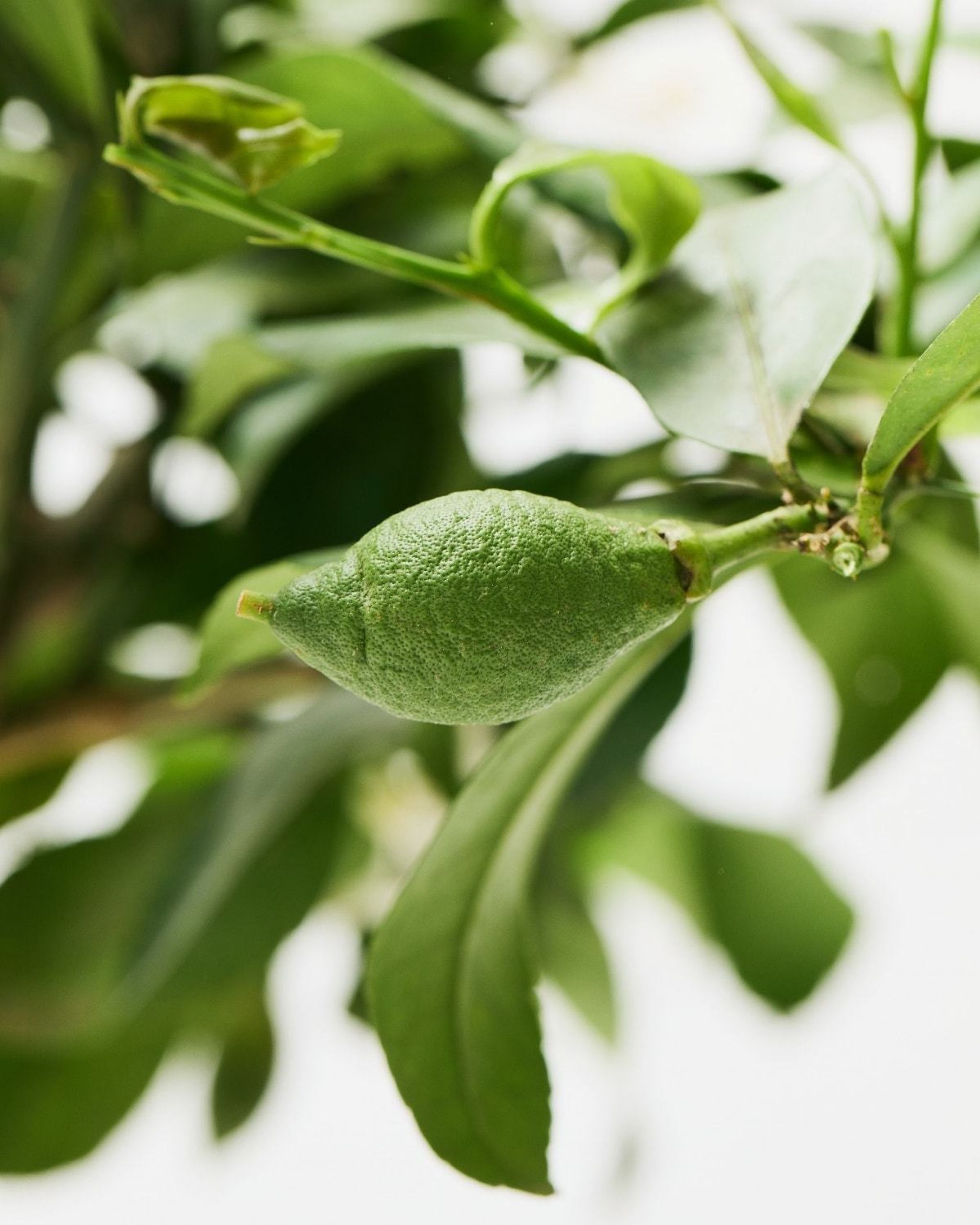 Lime Tree | Citrus Aurantifolia | The Stem