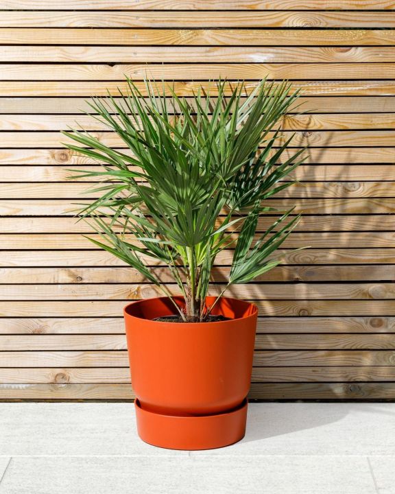 How To Create Your Own Mediterranean Garden At Home | The Stem