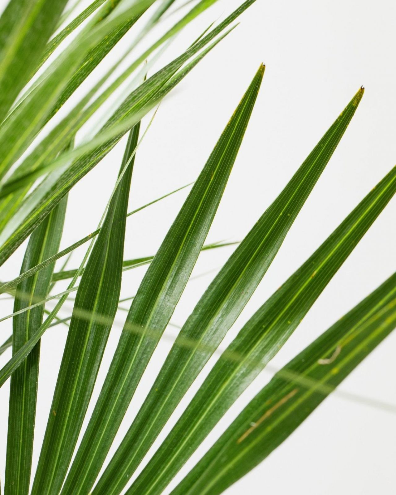 Mediterranean Fan Palm | Chamerops Humilis | The Stem