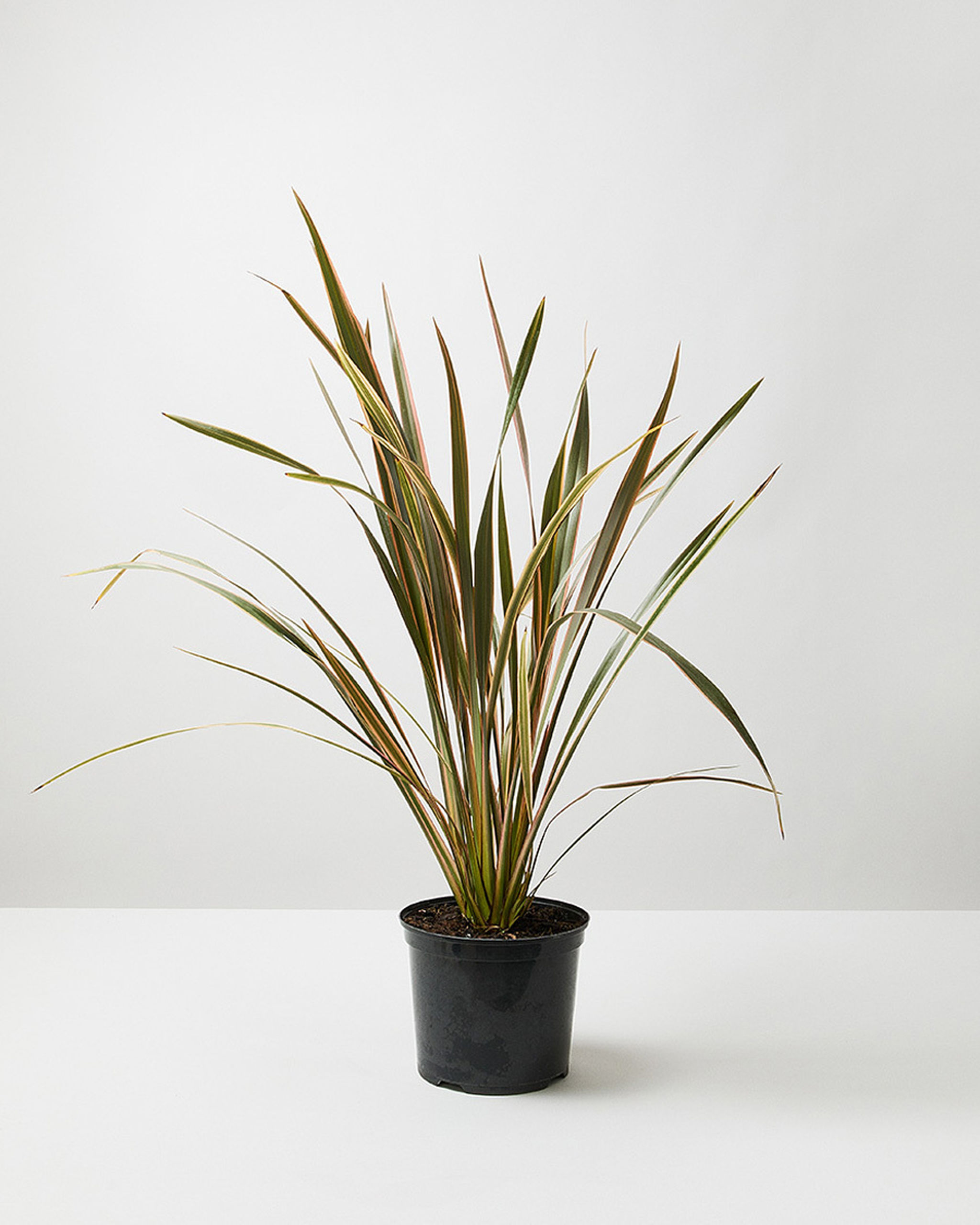 New Zealand Flax | Phormium Tricolor | The Stem