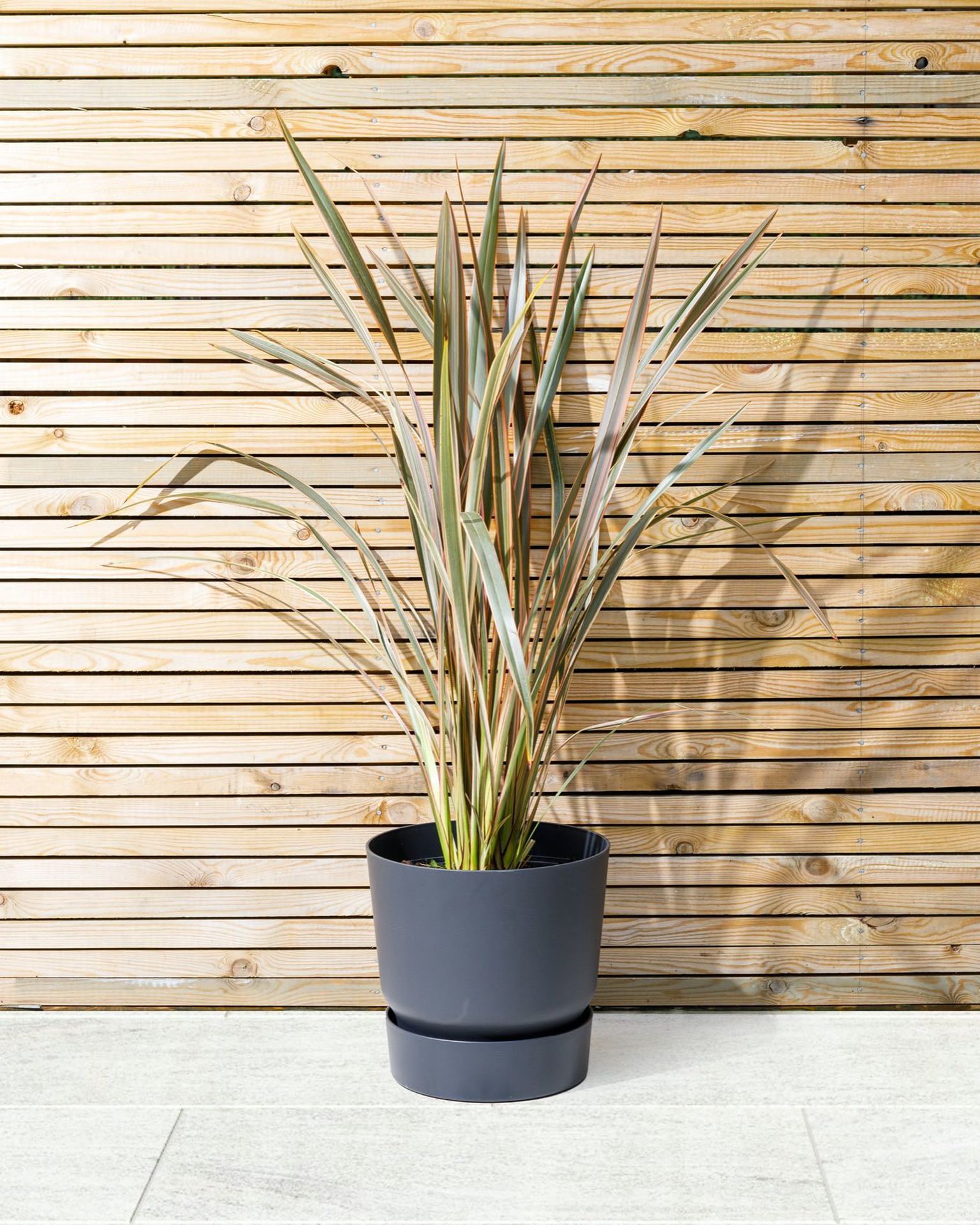 New Zealand Flax | Phormium Tricolor | The Stem