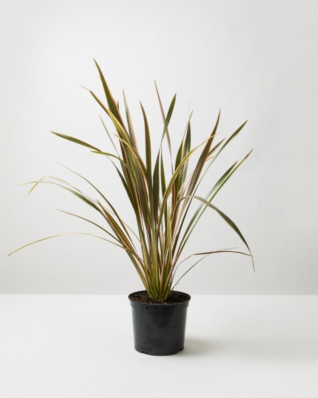 New Zealand Flax | Phormium Tricolor | The Stem