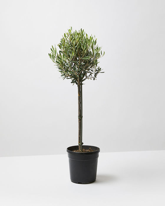 Olive Tree Plant | Olea Europaea | The Stem