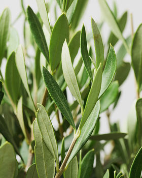 Olive Tree Plant | Olea Europaea | The Stem