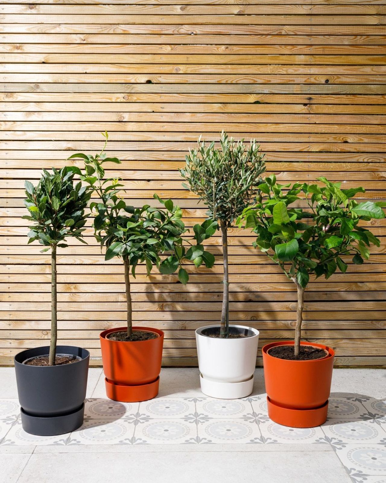 Olive Tree Plant | Olea Europaea | The Stem