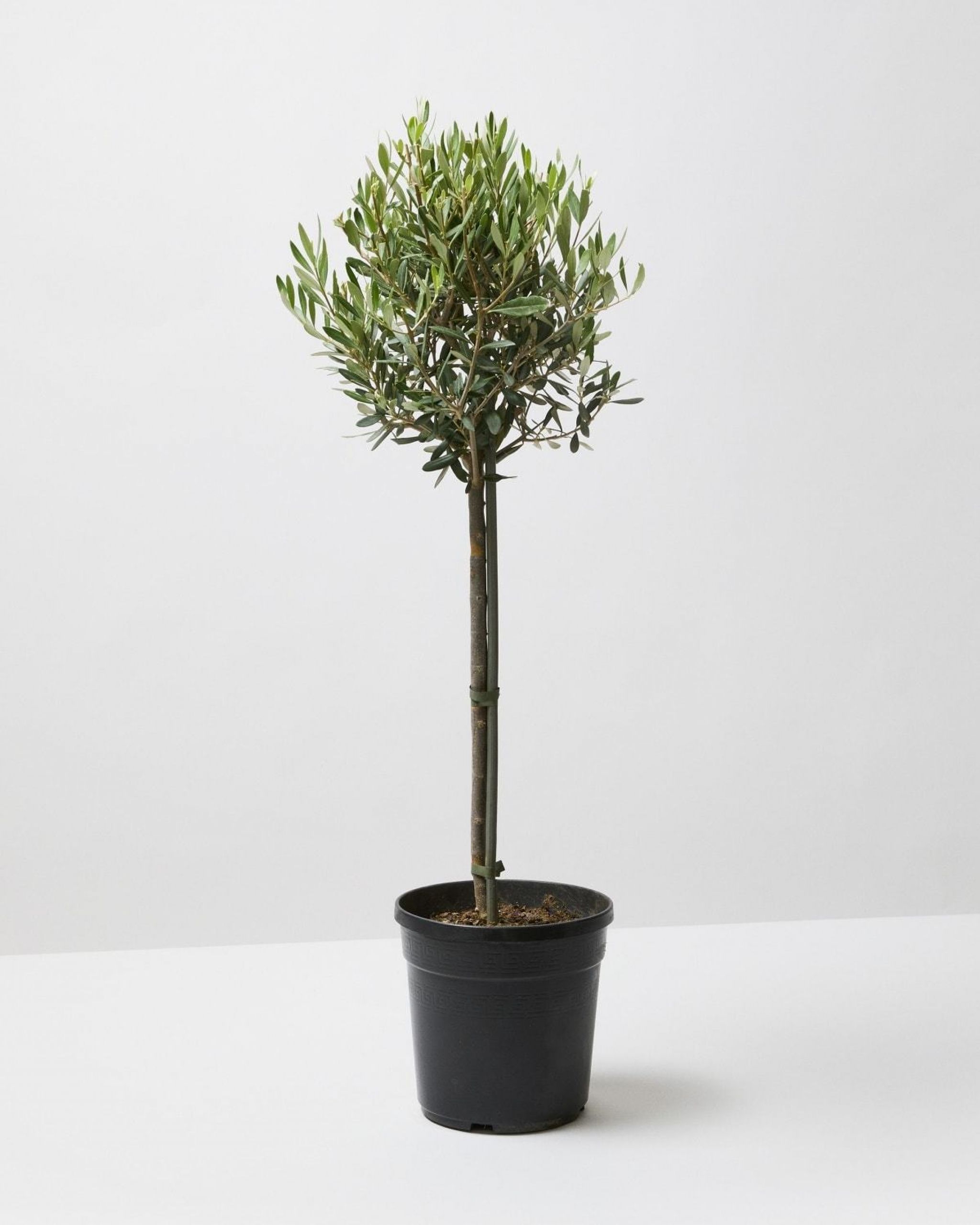 Olive Tree Plant | Olea Europaea | The Stem