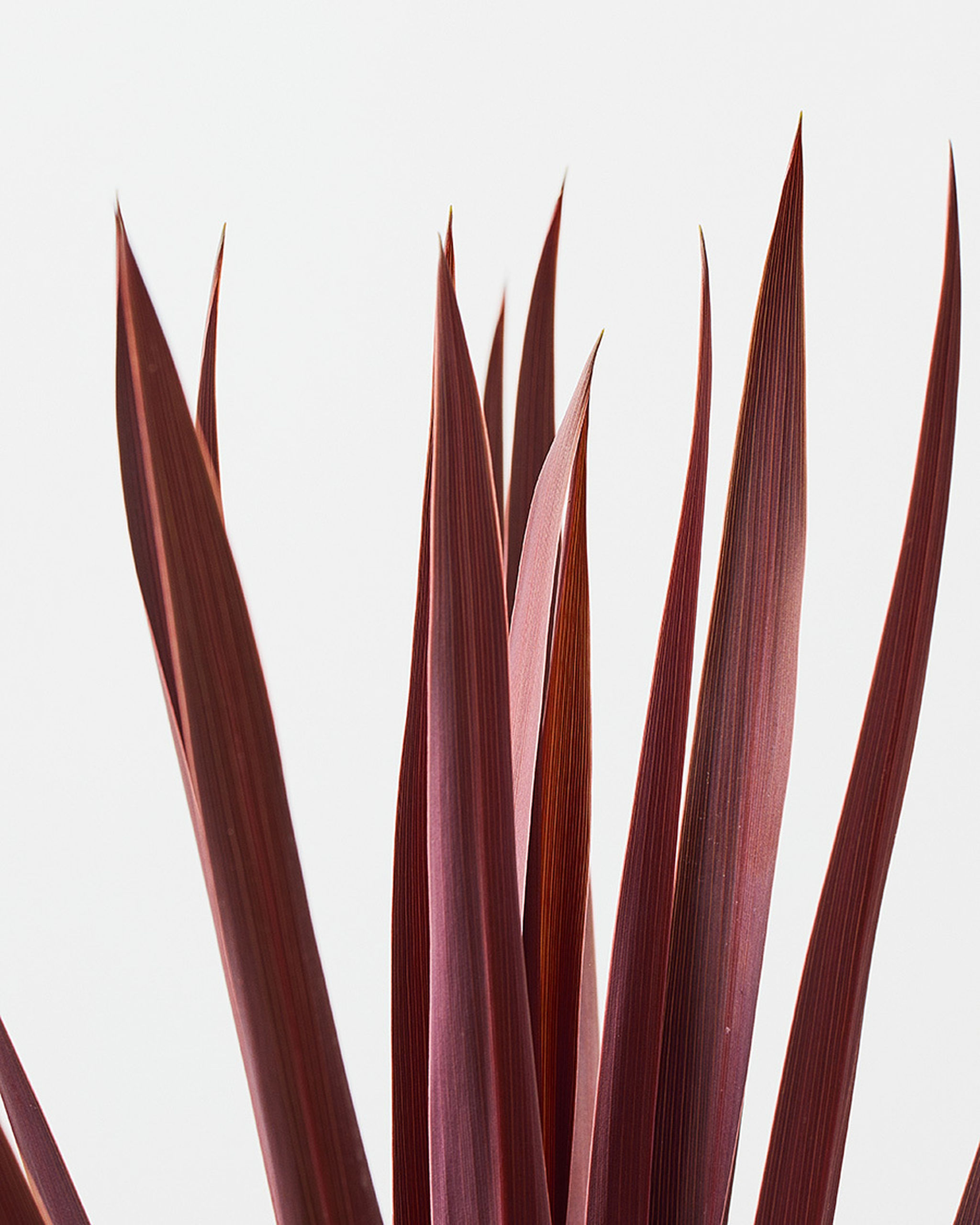 Red Cordyline | Cordyline Australis | The Stem